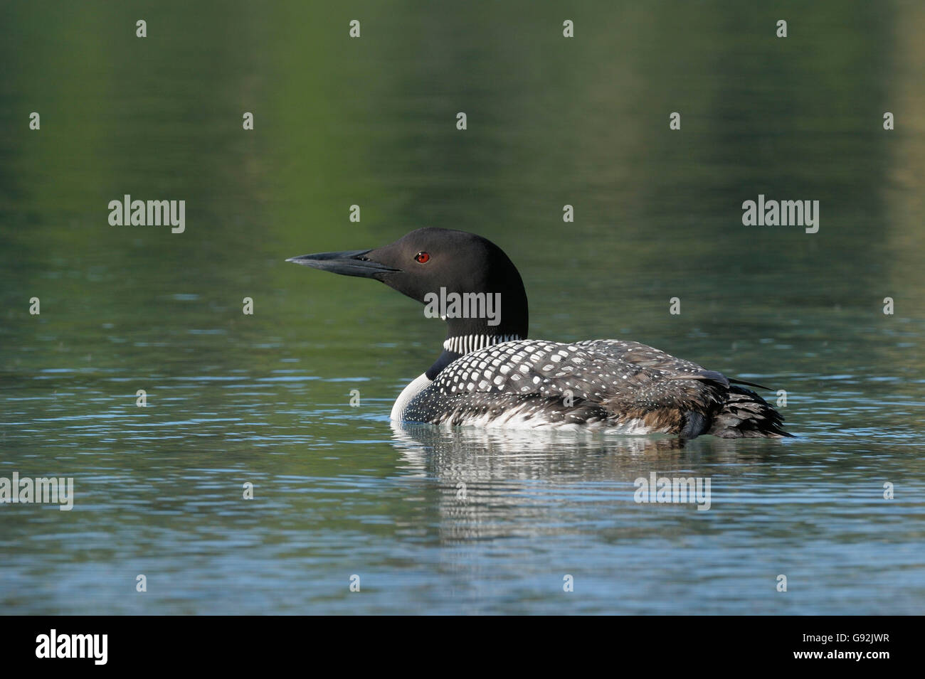 Common loon image hi-res stock photography and images - Alamy