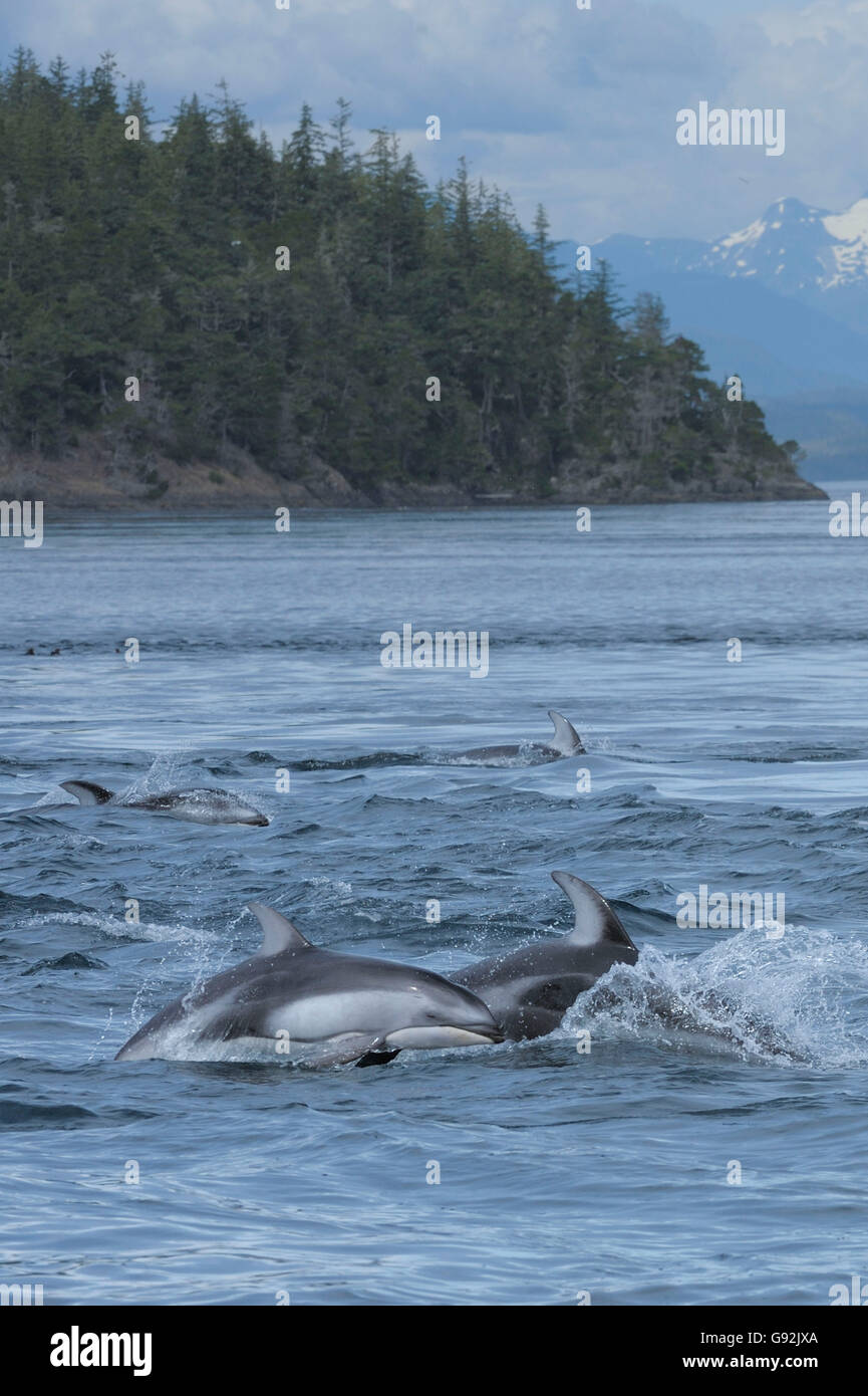 pacific white sided dolphin, Johnstone Strait , Vancouver Island ...