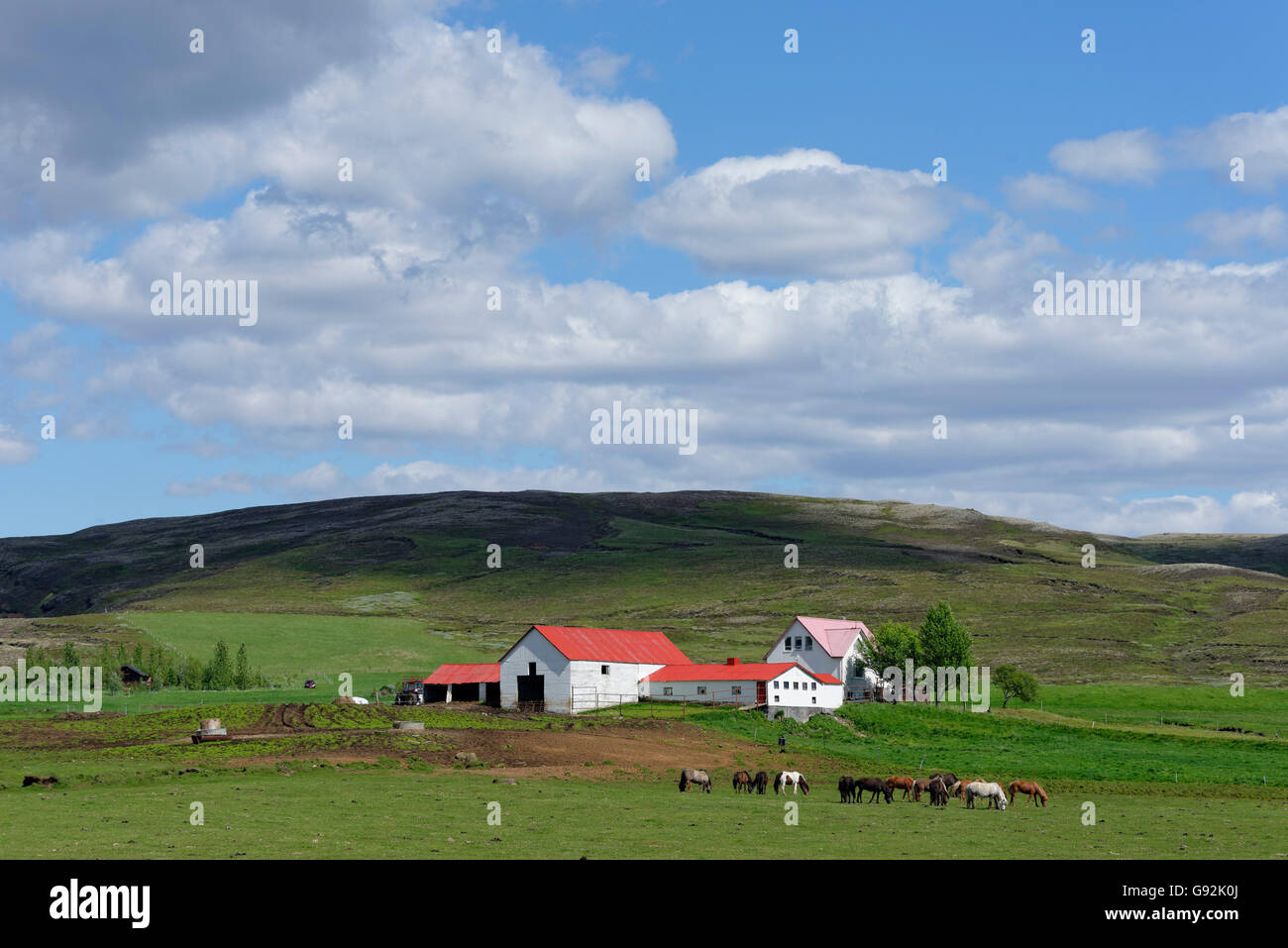 Iceland farm animals hi-res stock photography and images - Alamy