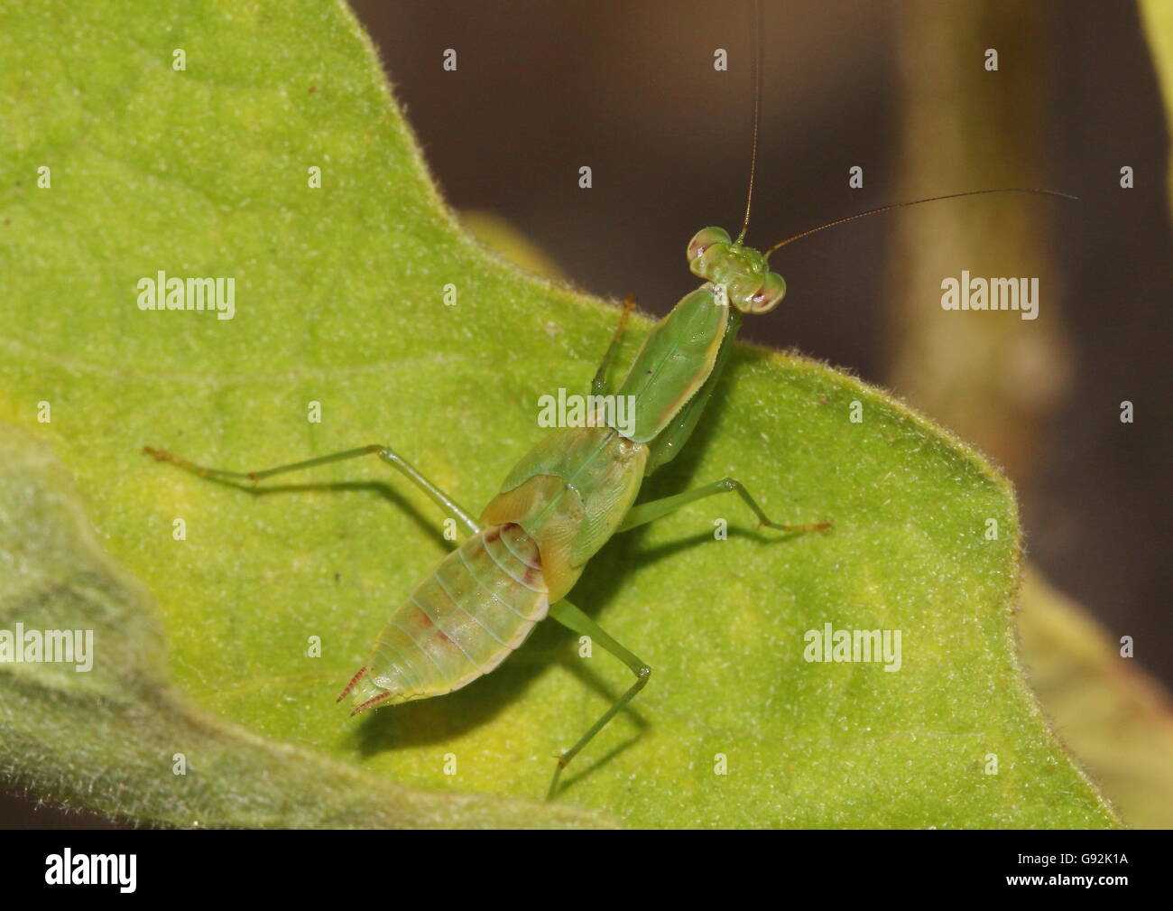 Praying mantis, Mantis Religiosa, with hardened shell, ready to molt ...