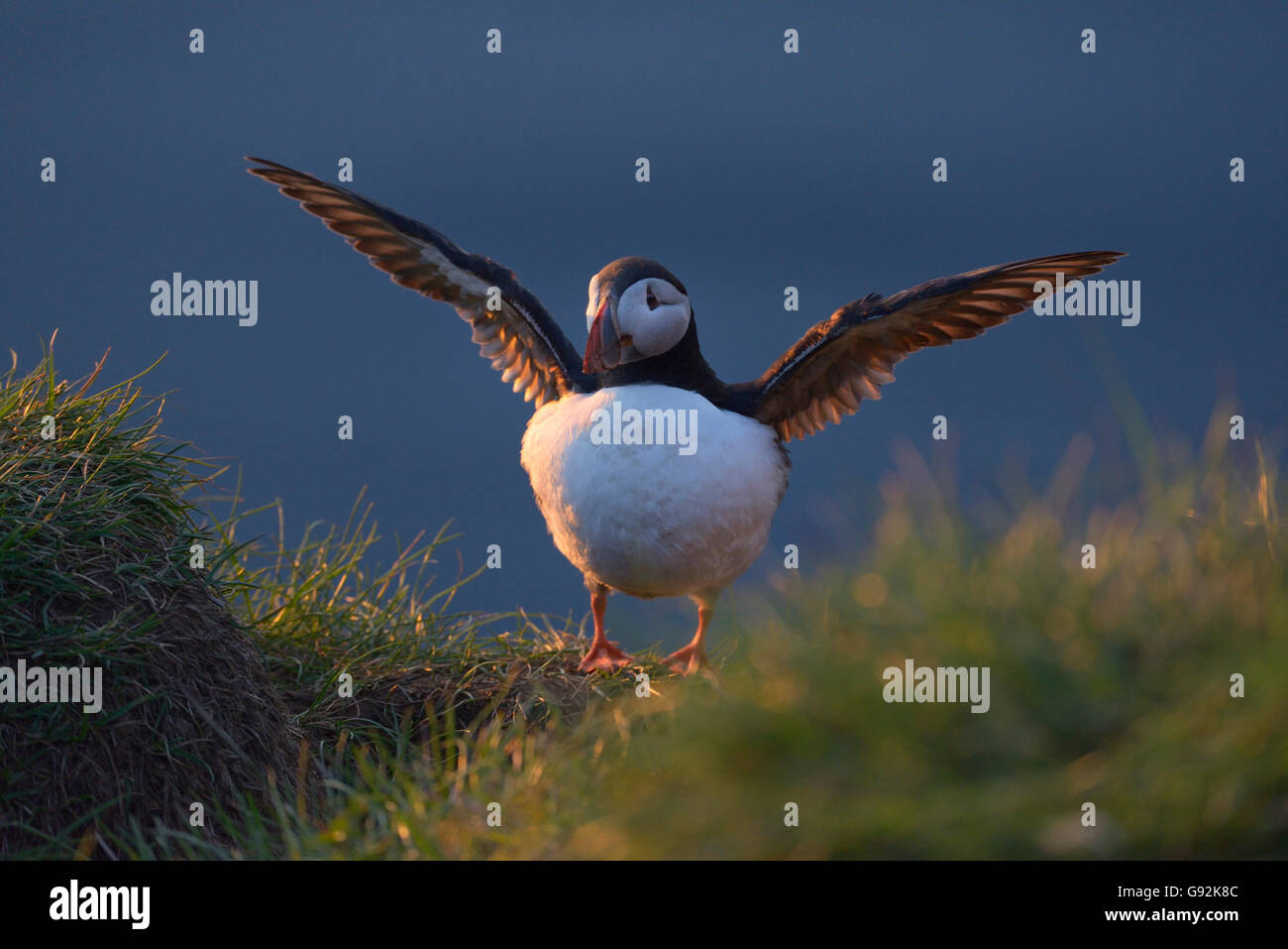 atlantic puffin, (Fratercula arctica), Borgarfjordur eystri, east ...
