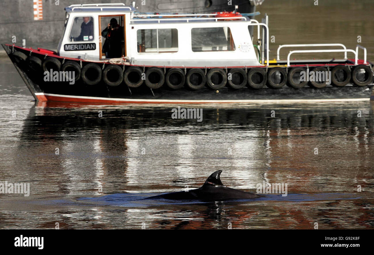 The northern bottle-nosed whale in the River Thames, London, swims near ...