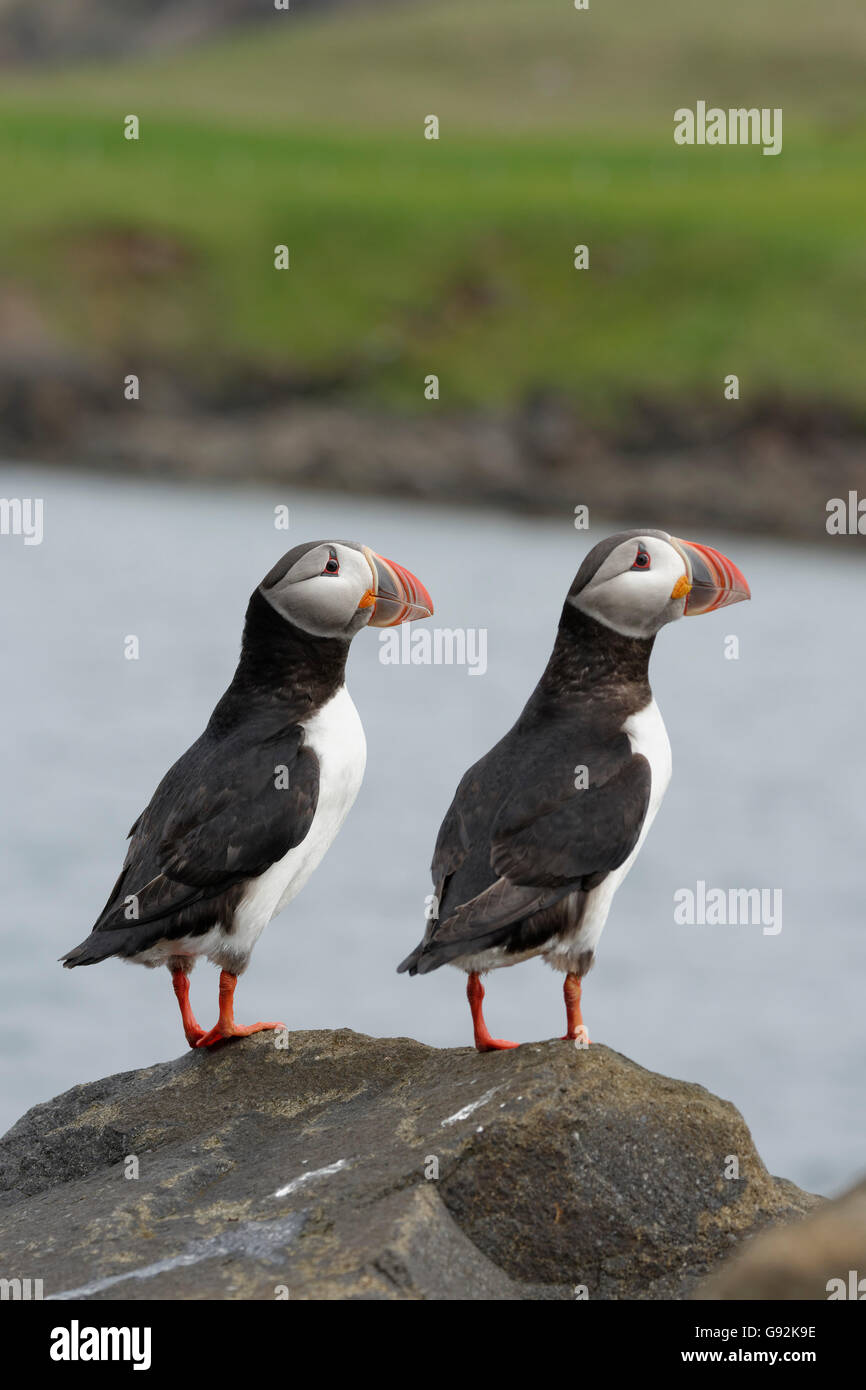atlantic puffin, (Fratercula arctica), Borgarfjordur eystri, east ...