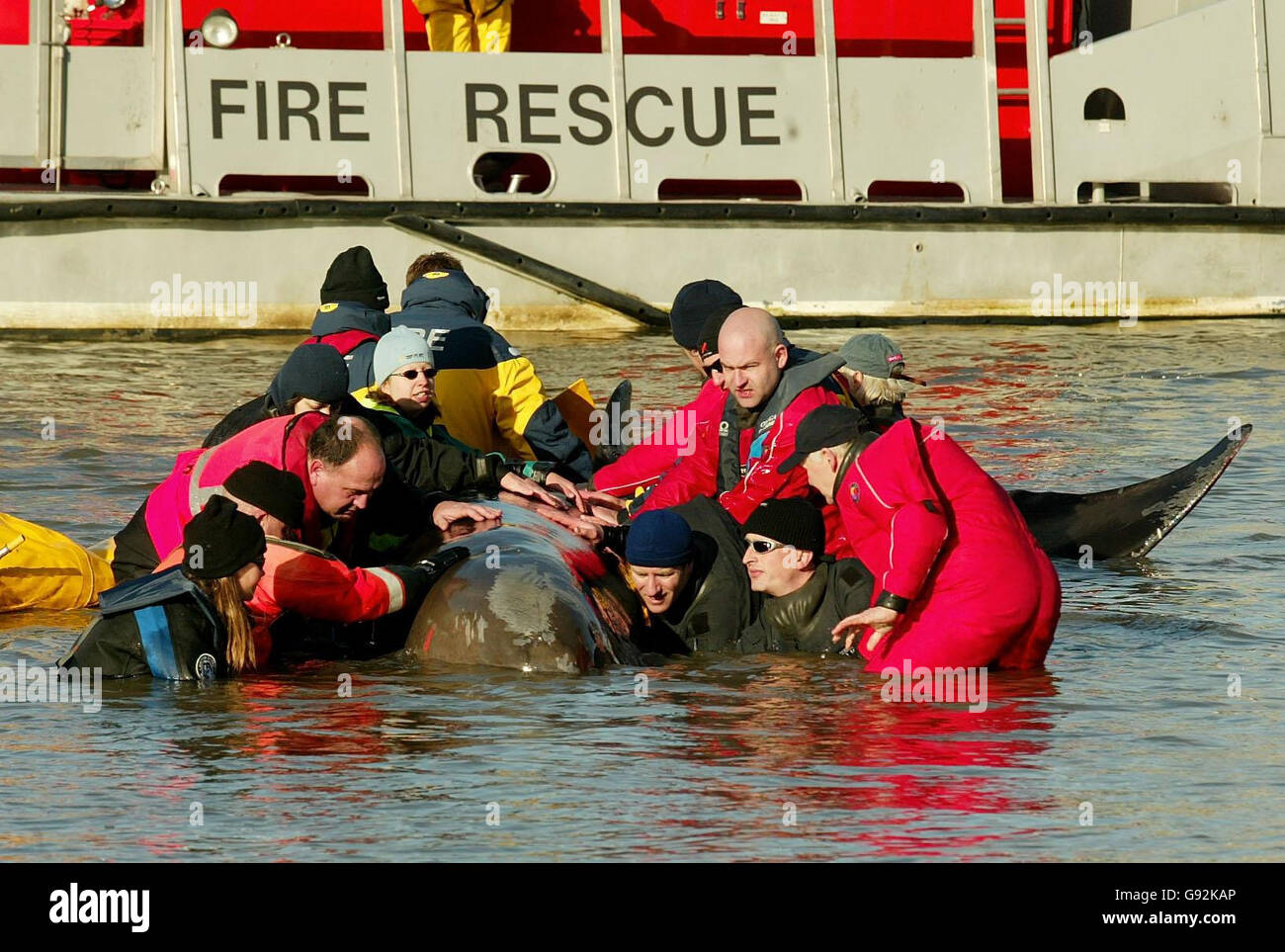 See pa story animals whale hi-res stock photography and images - Alamy
