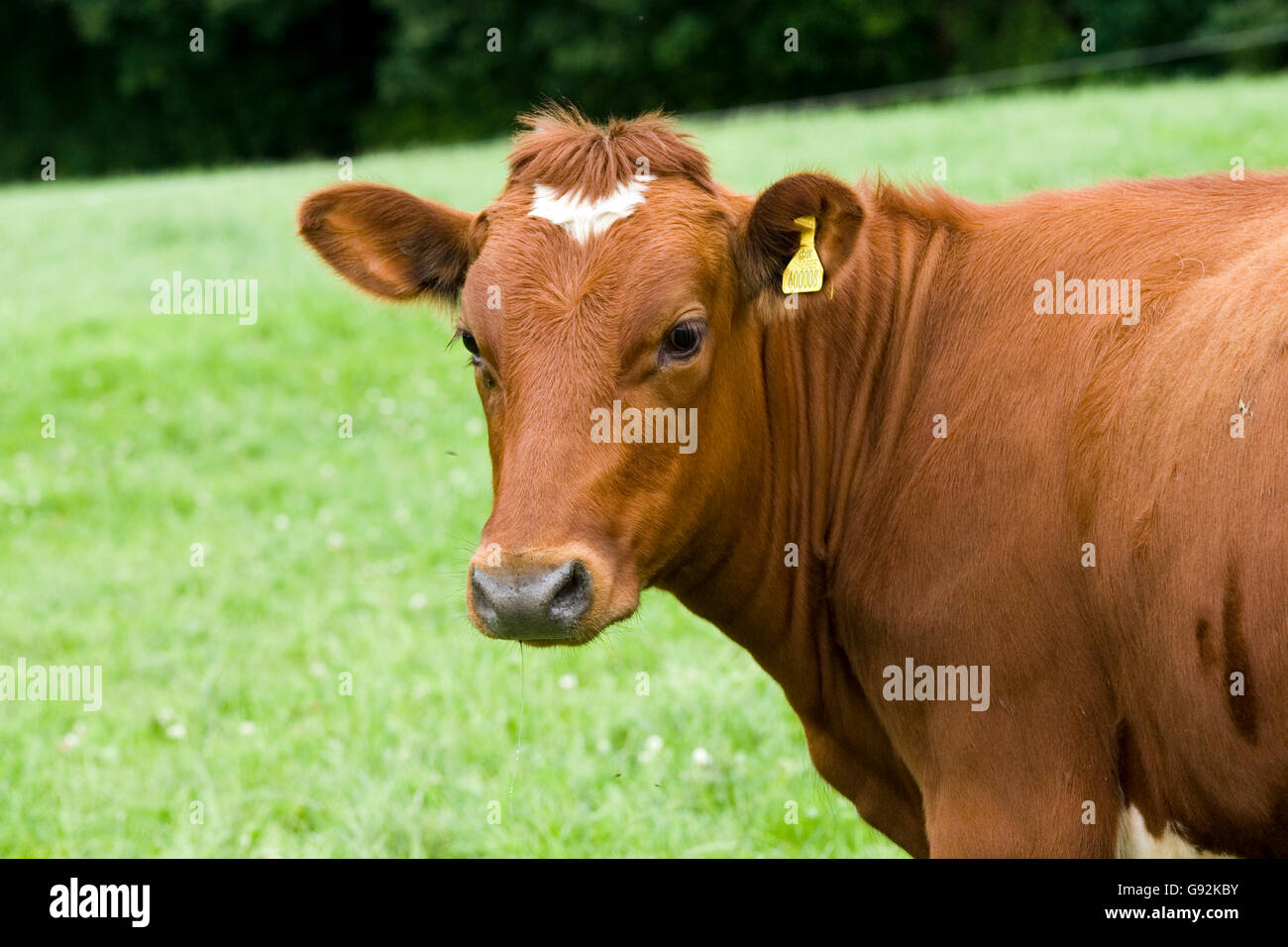 Norwegian Red Cow High Resolution Stock Photography and Images - Alamy
