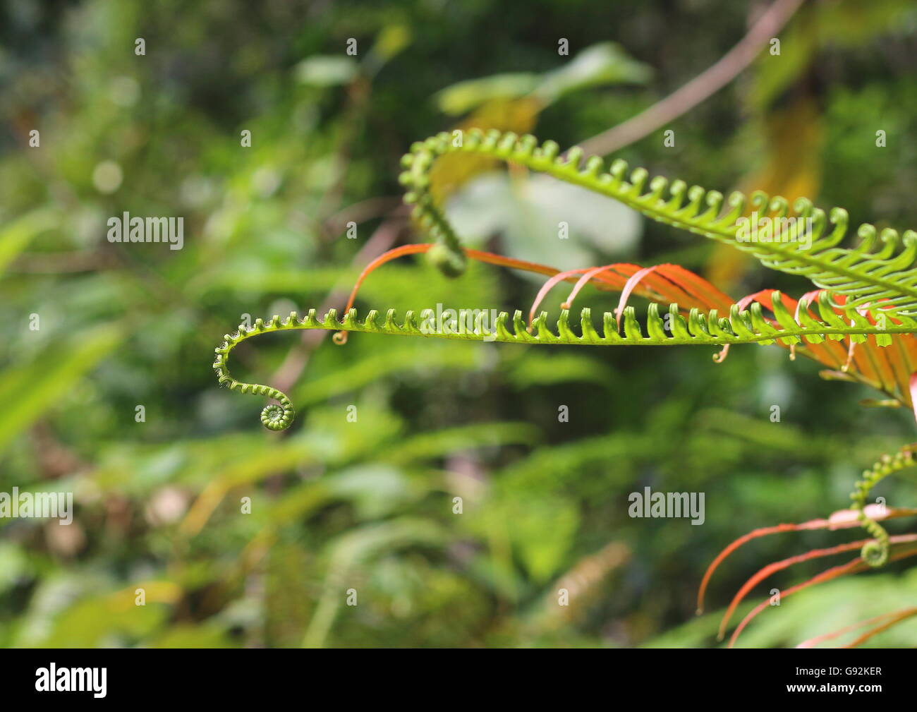 Young fern growing in a graceful curve on a jungle trail in the tropics ...