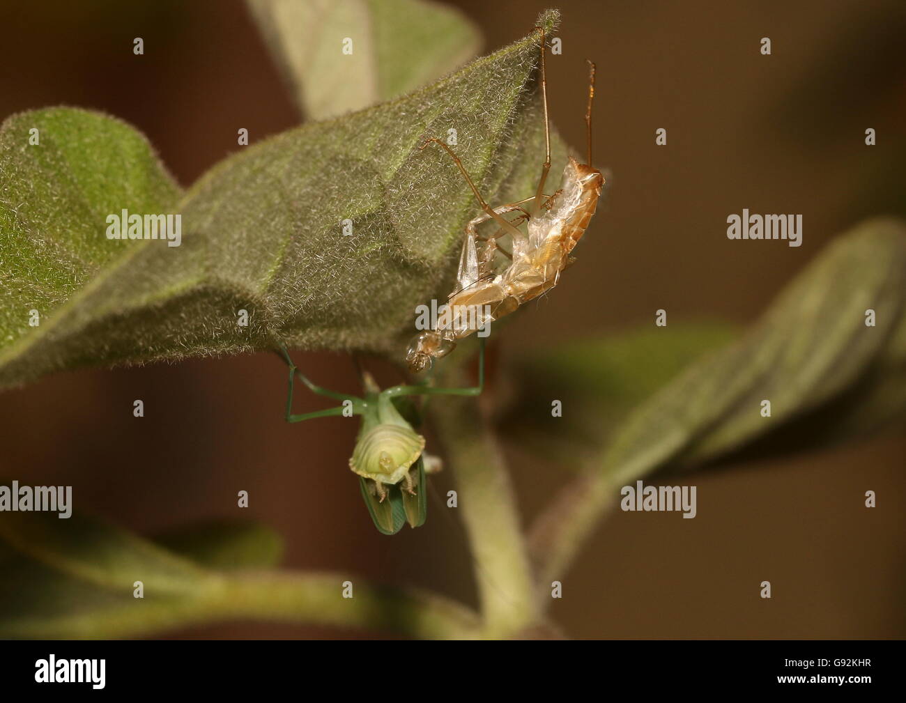 Green praying mantis with its molt Stock Photo - Alamy