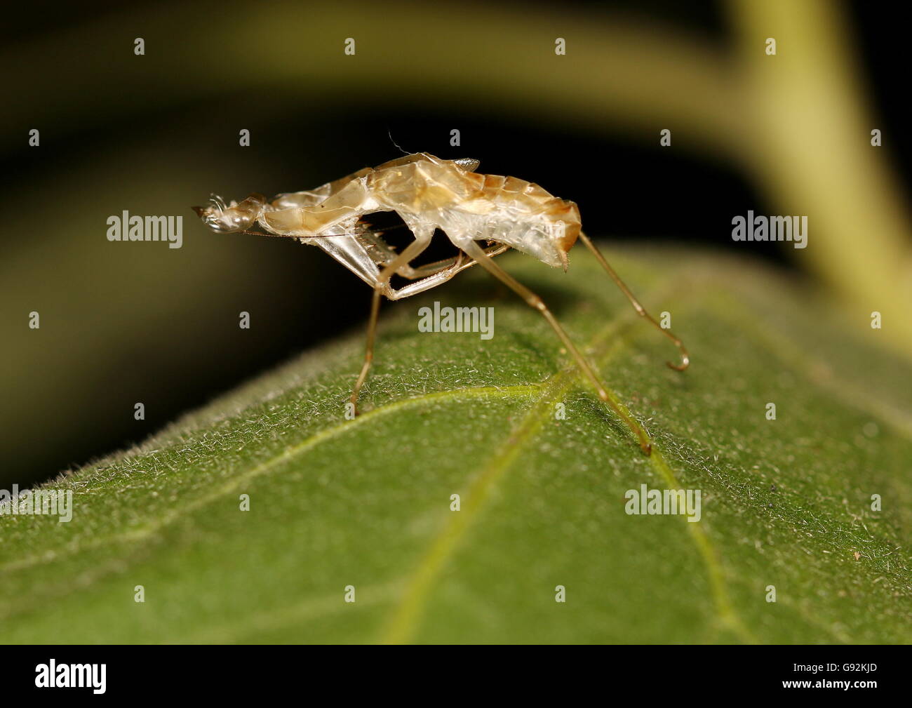 Molt of praying mantis, Mantis Religiosa Stock Photo - Alamy