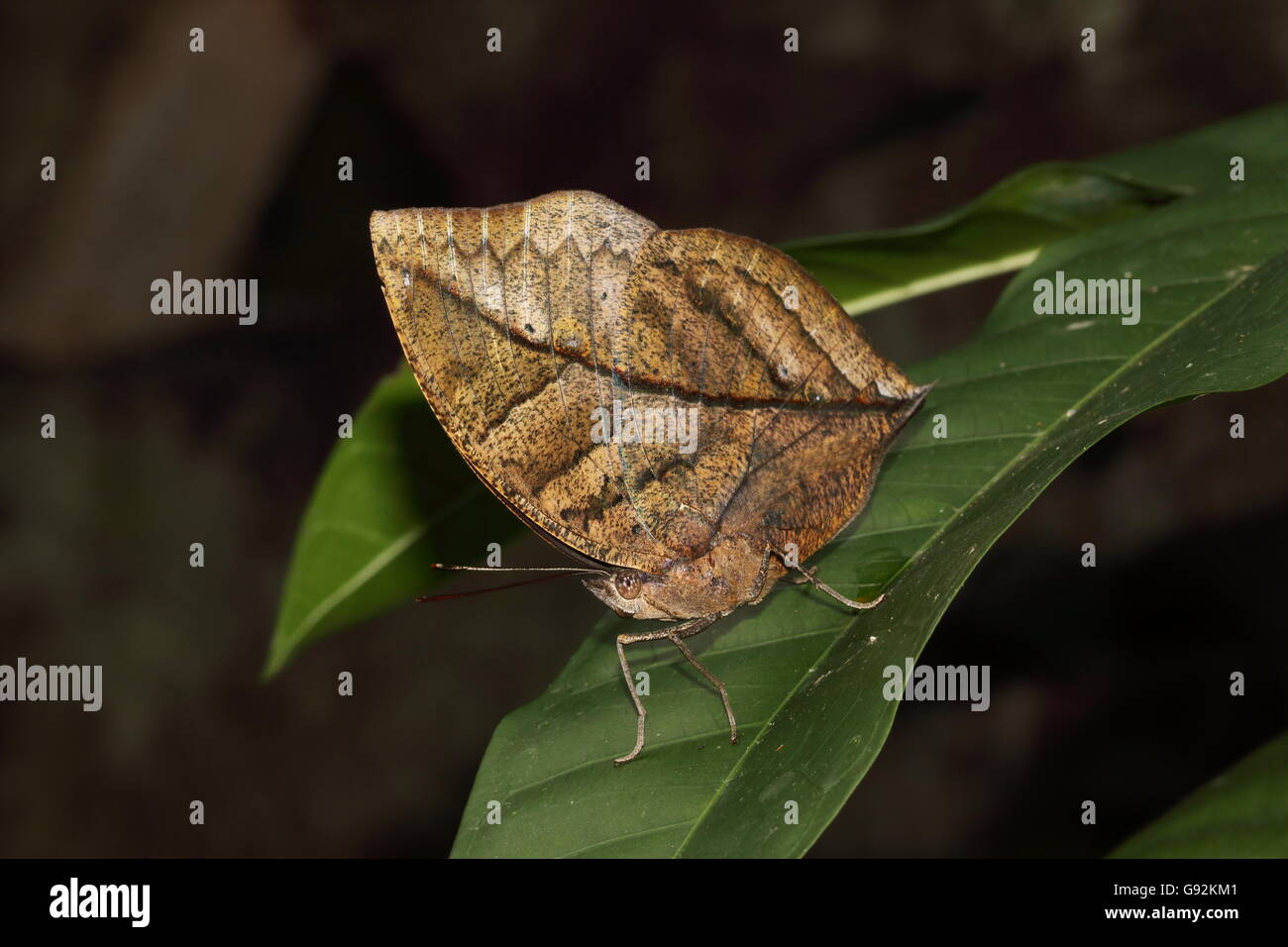 Kallima butterfly hi-res stock photography and images - Alamy