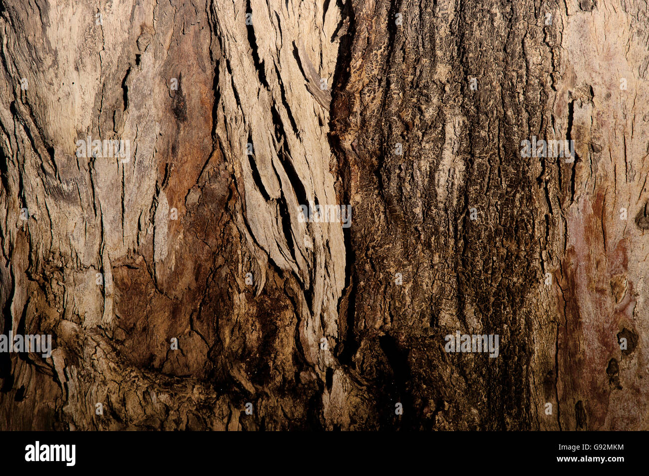 Bast tree hi-res stock photography and images - Alamy