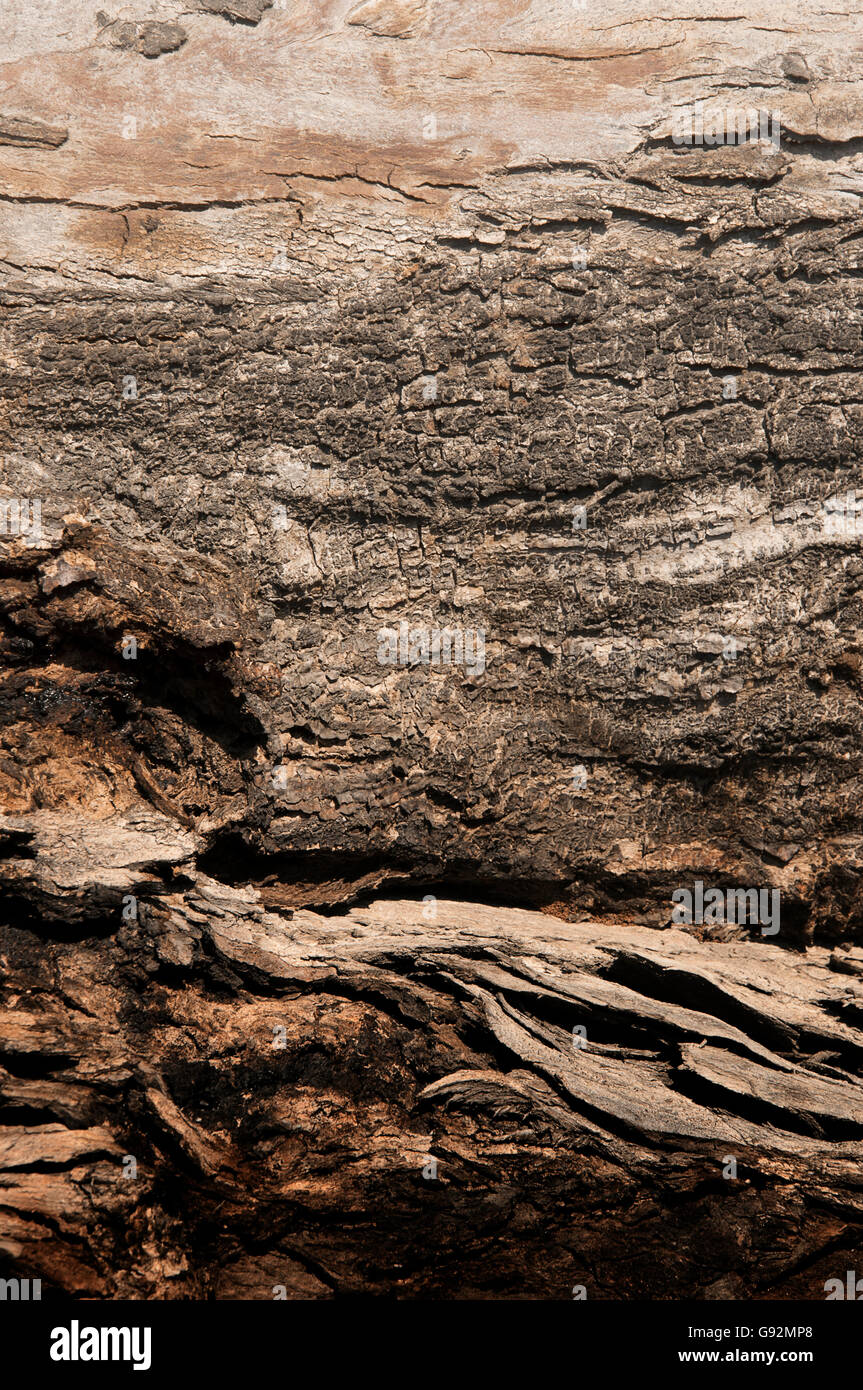 Abstract Background of Tree Bark Stock Photo - Alamy
