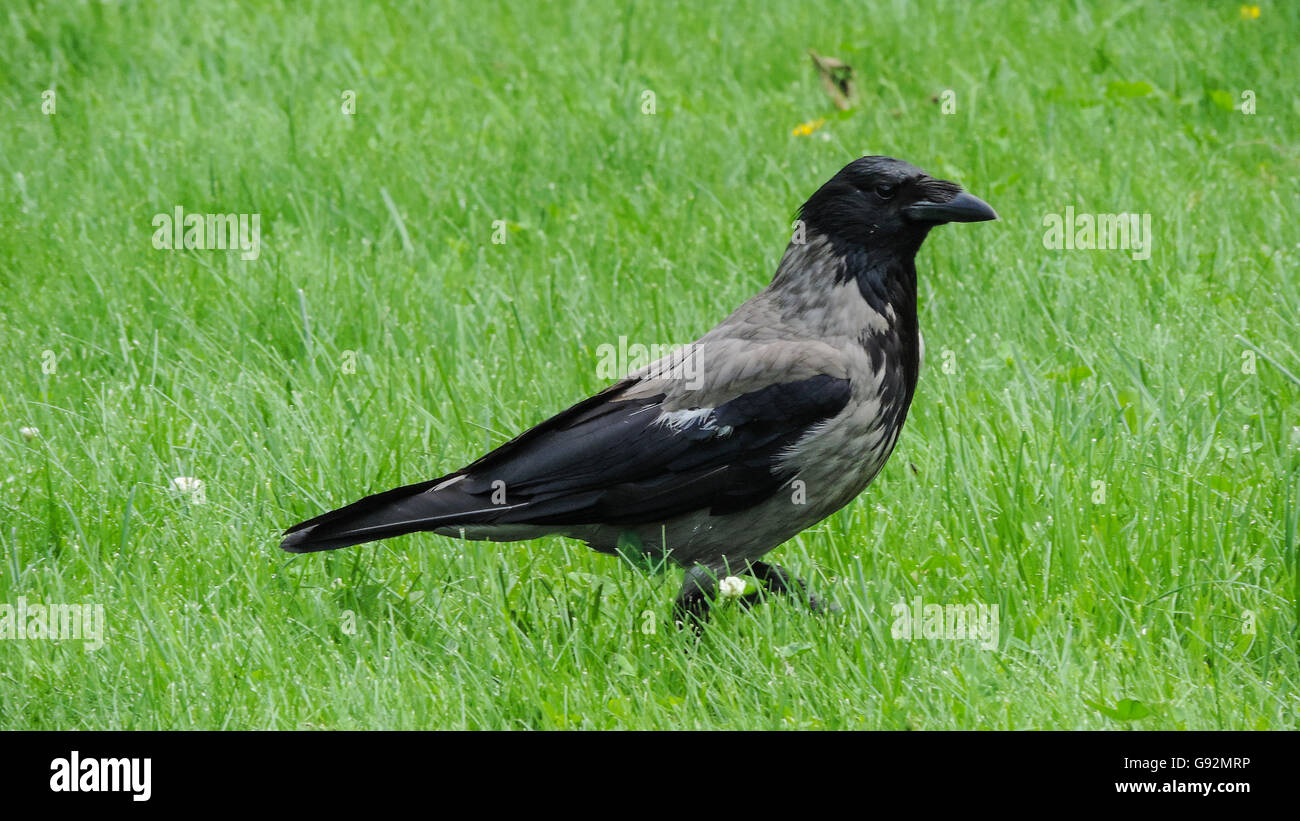 Big grey bird hi-res stock photography and images - Alamy