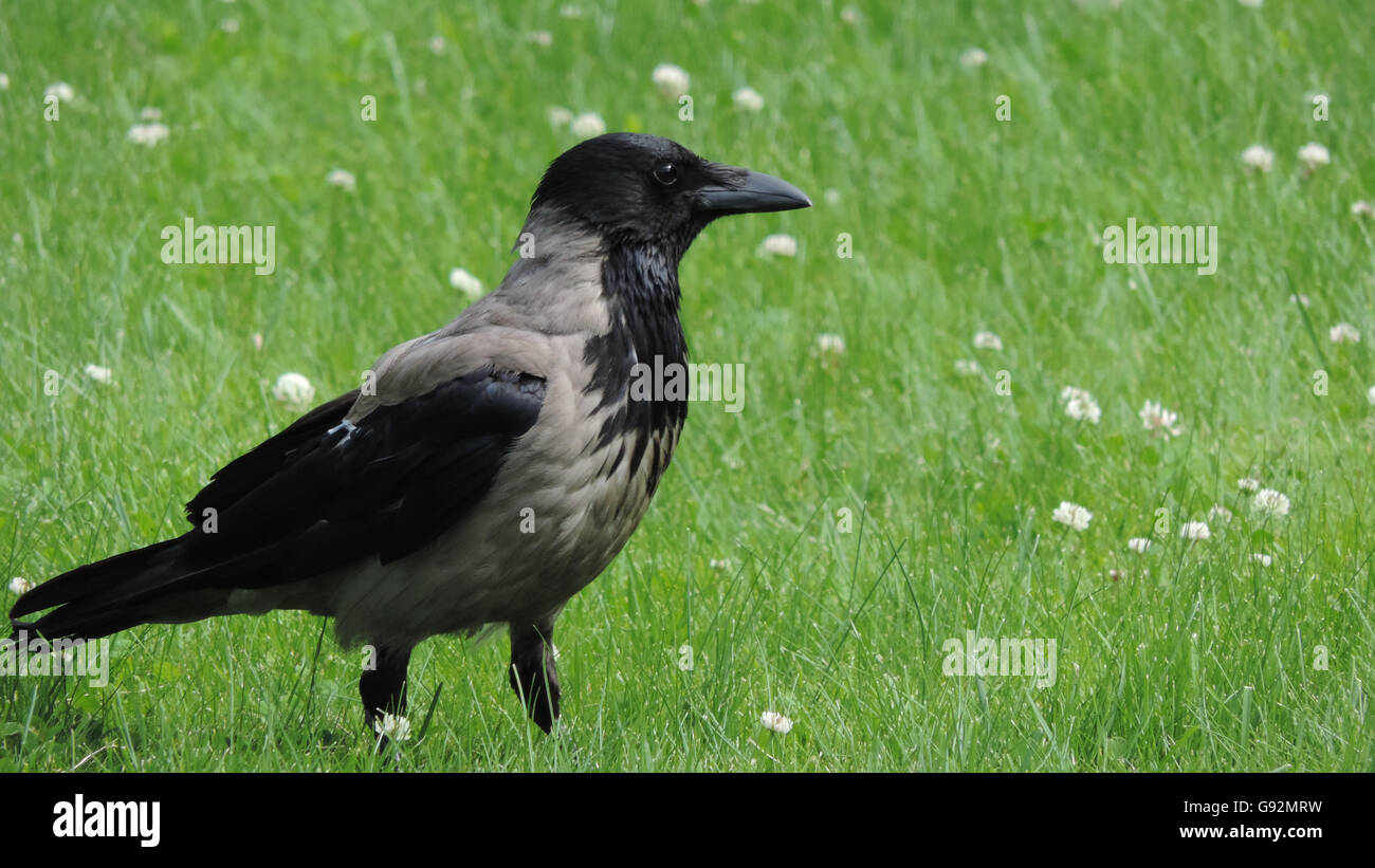 Grey big raven on a green meadow looking around Stock Photo - Alamy