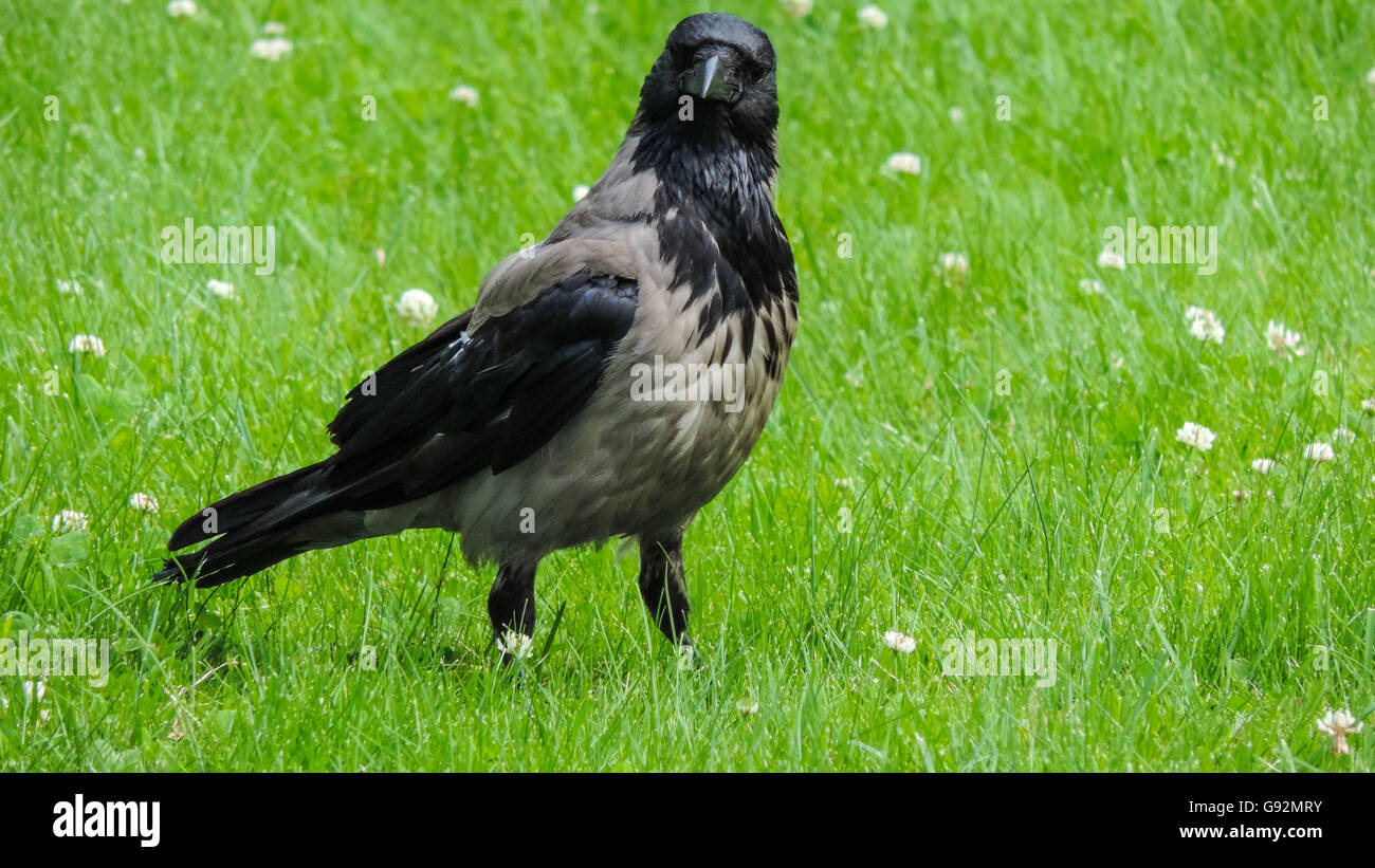 Big grey bird hi-res stock photography and images - Alamy