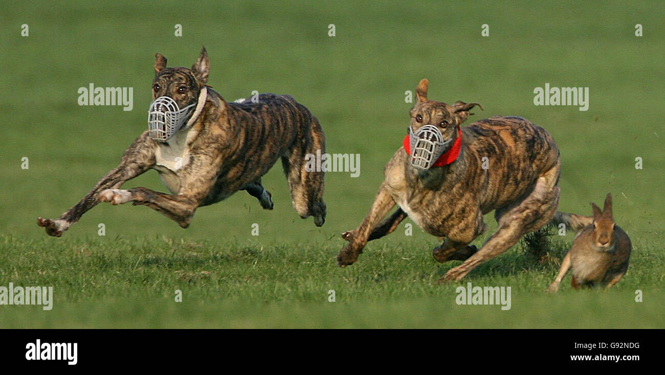 Rovers Row (left) and Moiniseal Eoin battle to turn the Hare at the ...