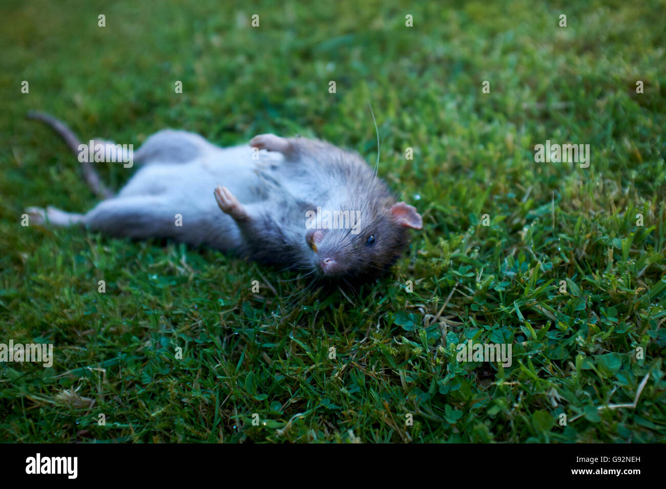 Dead rat lying on it's back on a garden lawn Stock Photo - Alamy