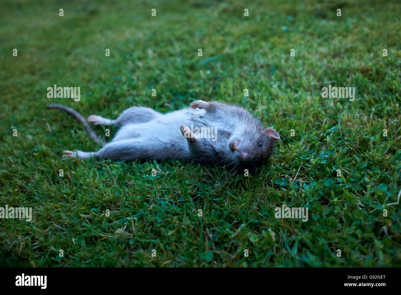 Dead rat rattus dead rat rattus hi-res stock photography and images - Alamy