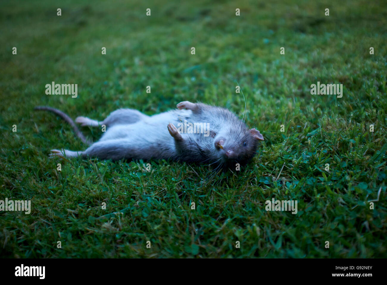 Dead rat lying on it's back on a garden lawn Stock Photo - Alamy