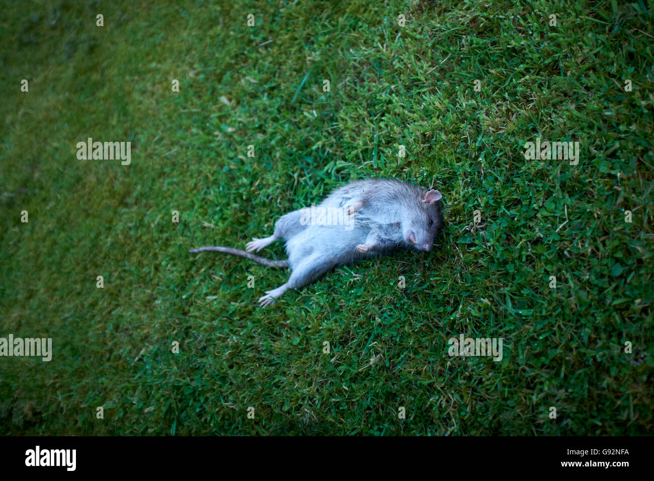 Dead rat lying on back hi-res stock photography and images - Alamy