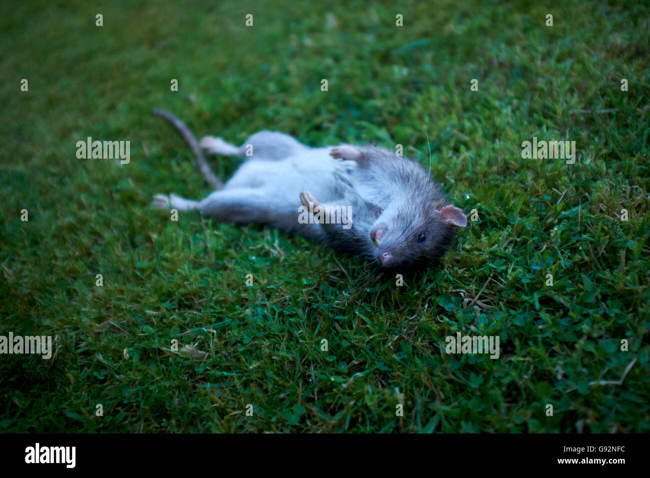 Dead rat lying on back hi-res stock photography and images - Alamy
