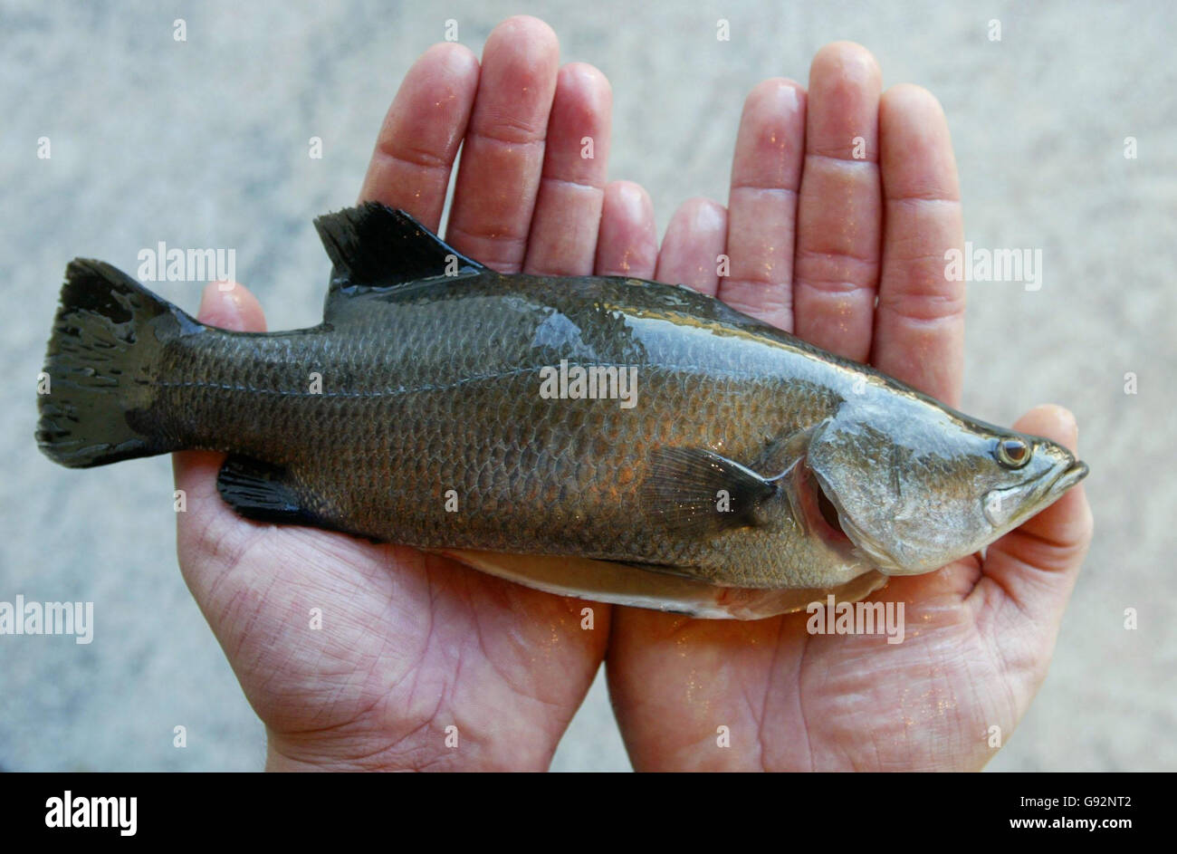 A Barramundi from Europe's first ever Barramundi fish farm near ...
