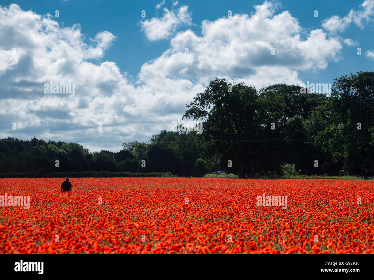 A poppy field near York as the UK and France prepare to commemorate the ...