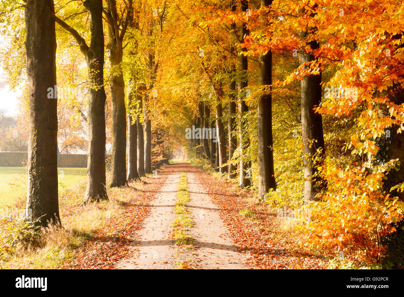 Autumn Leaves Scenery