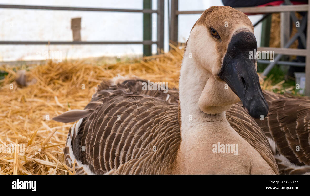 very rare African goose resting on straw Stock Photo - Alamy