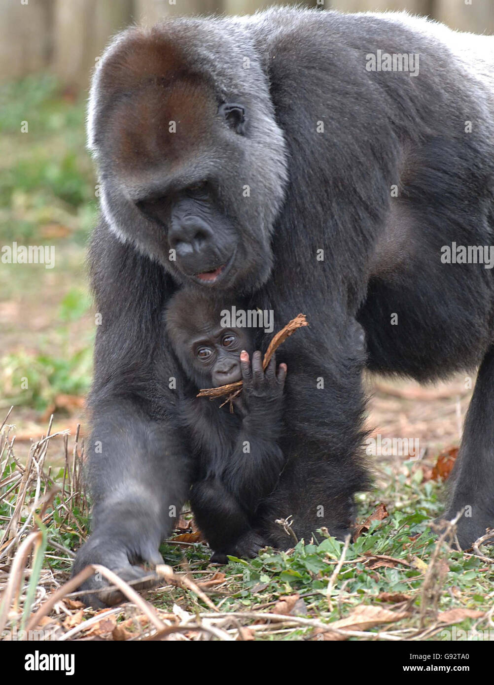 Baby Gorilla Bristol Zoo Gardens High Resolution Stock Photography and ...