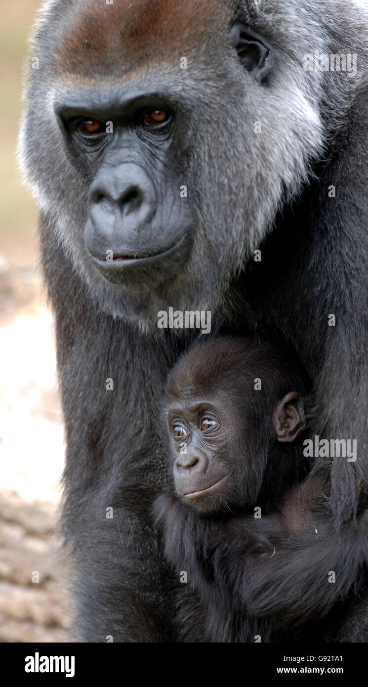 Wildanimalstck hi-res stock photography and images - Alamy