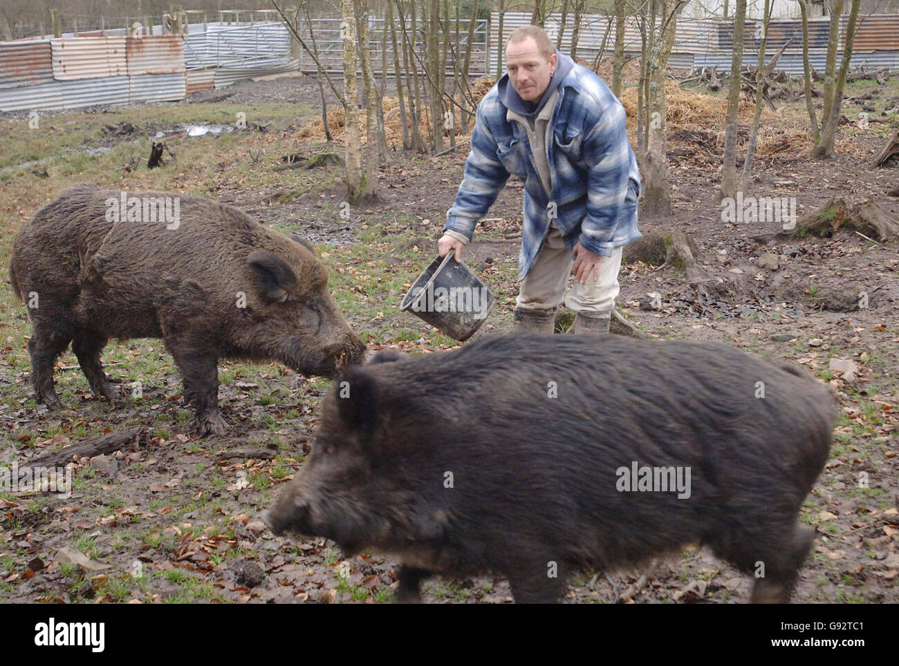 Wild animals on the loose hi-res stock photography and images - Alamy