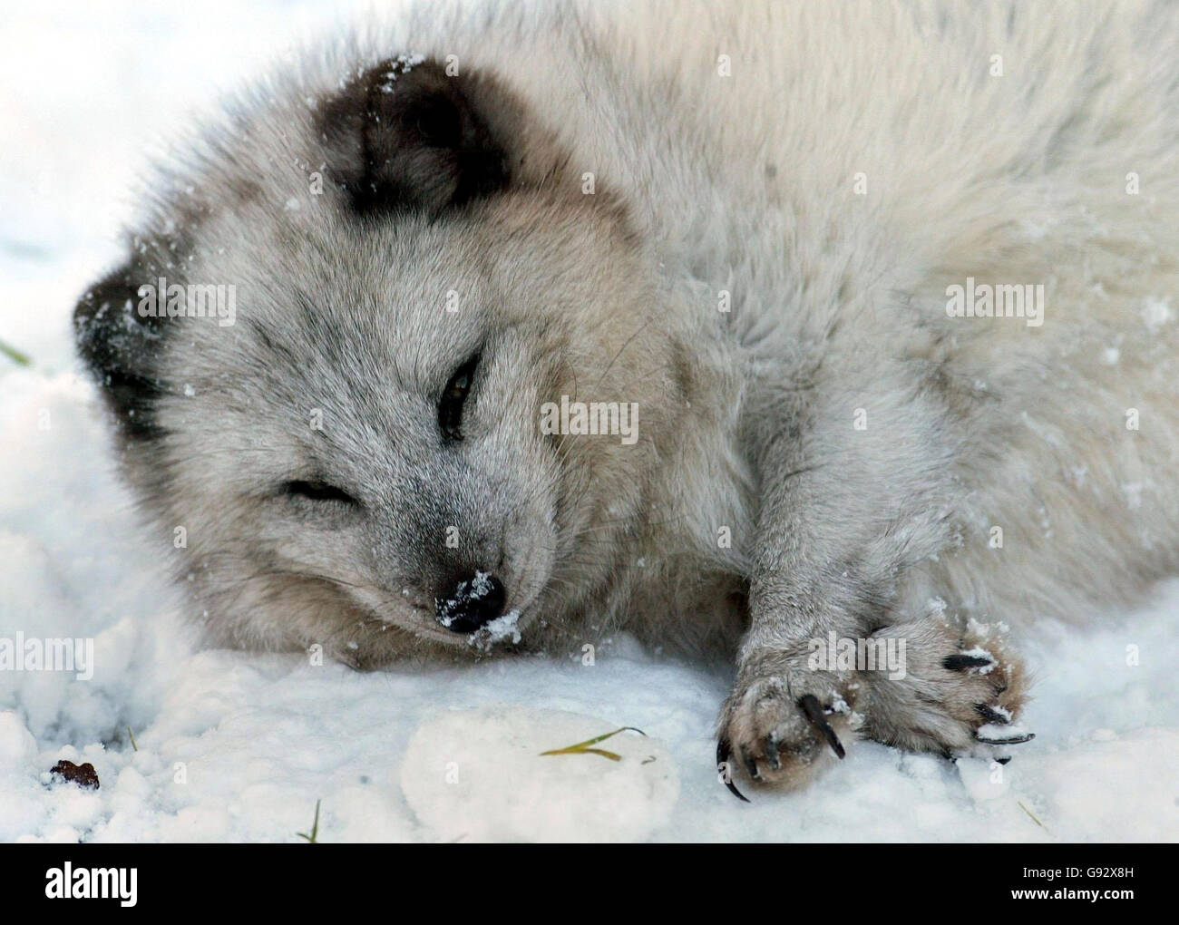 Weather fleck hi-res stock photography and images - Alamy