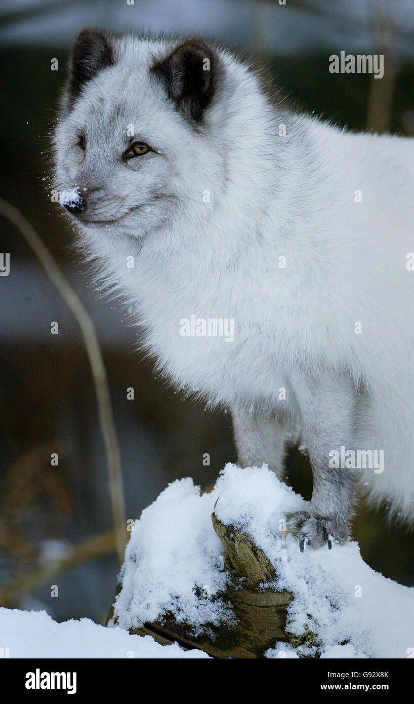 Weather fleck hi-res stock photography and images - Alamy