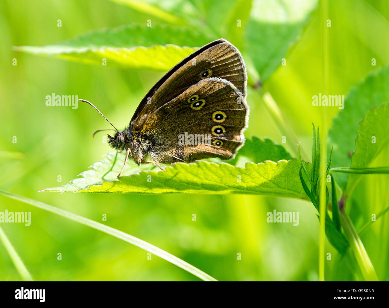 Side view of a Ringlet butterfly (Aphantopus hyperantus) resting with ...