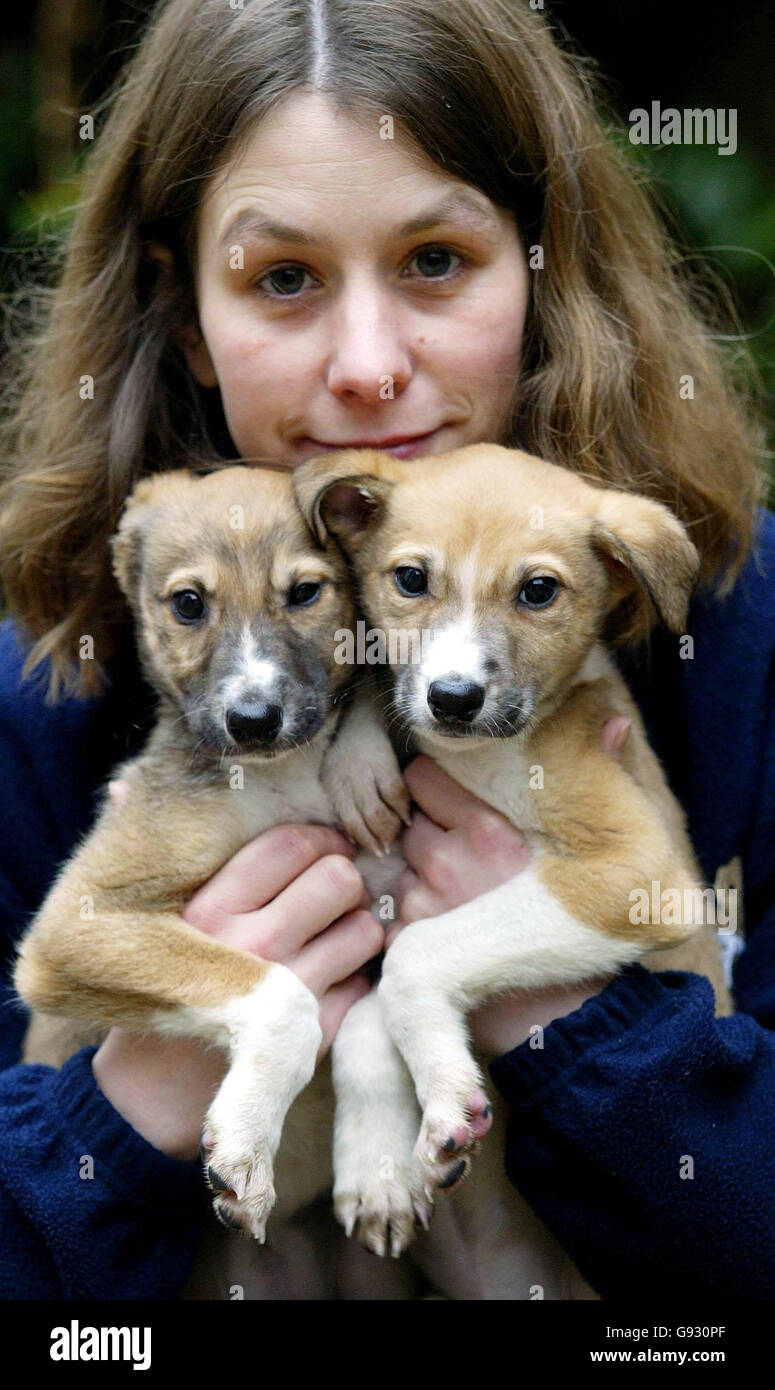 Gina Smith cares for puppies Rupert and Tilda at the RSPCA Animal ...