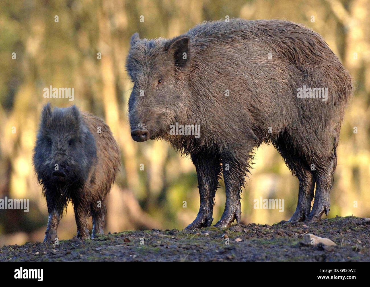 Scampered hi-res stock photography and images - Alamy