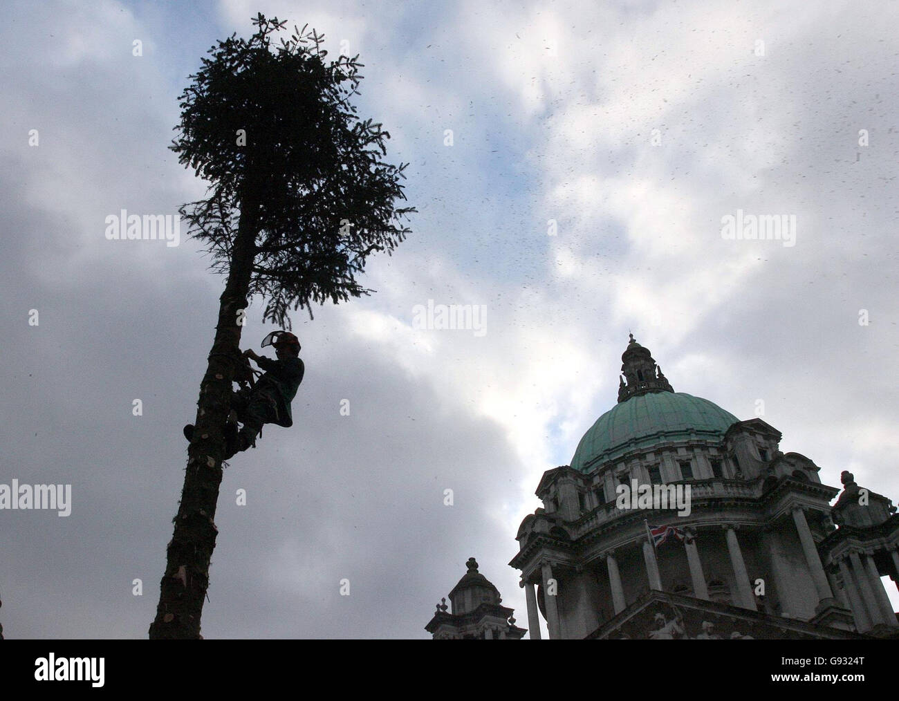A tree surgeon cuts the branches of the 50-foot high Christmas Sitka ...