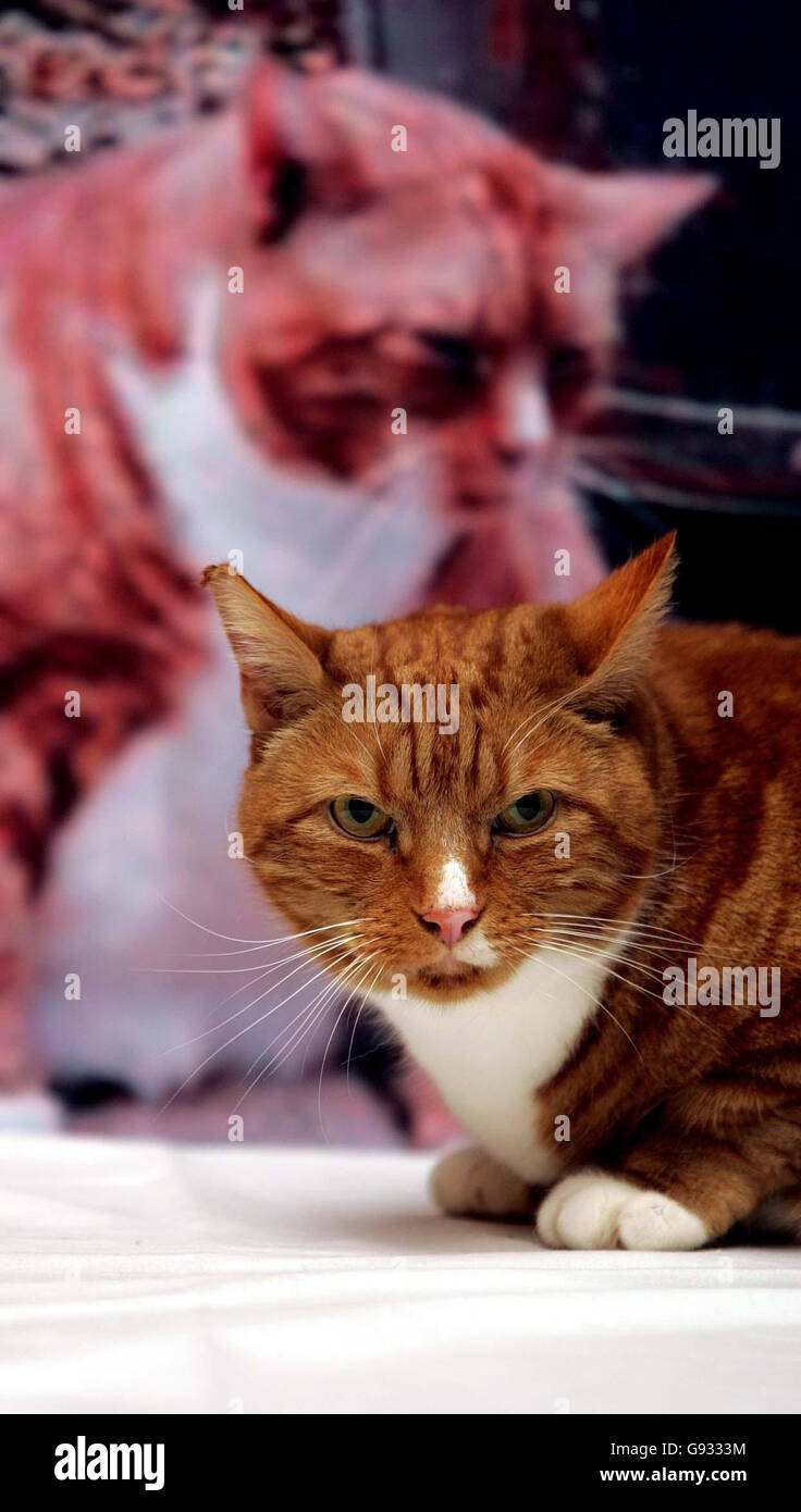 Cat judges hi-res stock photography and images - Alamy