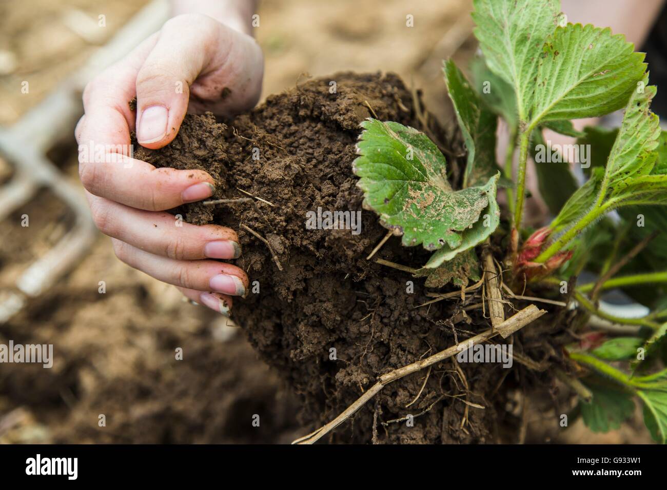 Black soil clod in woman hands Stock Photo - Alamy
