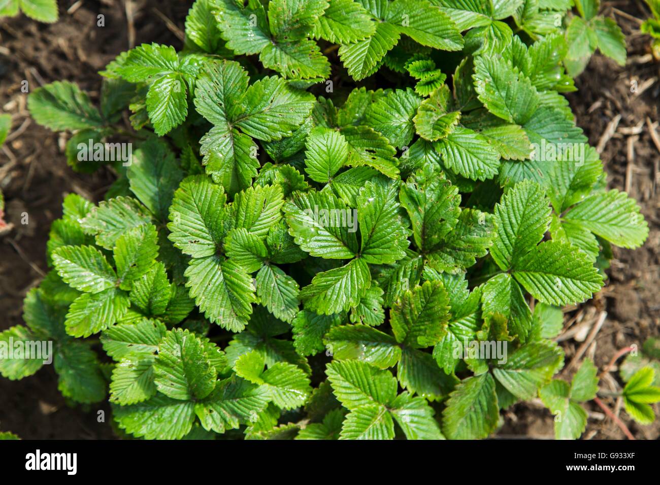 Green bushes strawberry hi-res stock photography and images - Alamy