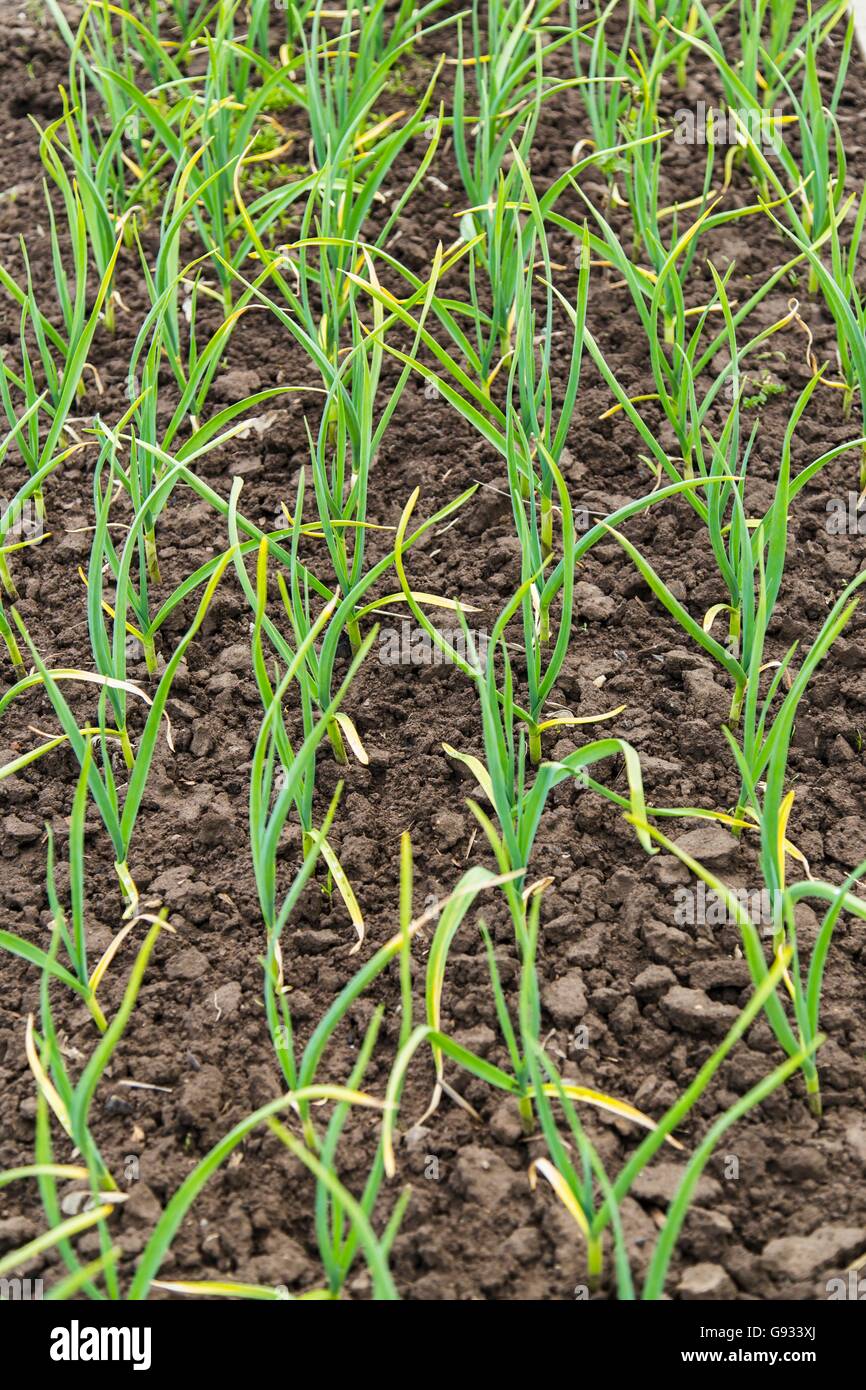 Rows of onions on the field Stock Photo - Alamy
