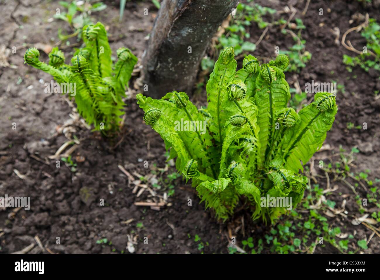 Young fern sprouts hi-res stock photography and images - Alamy
