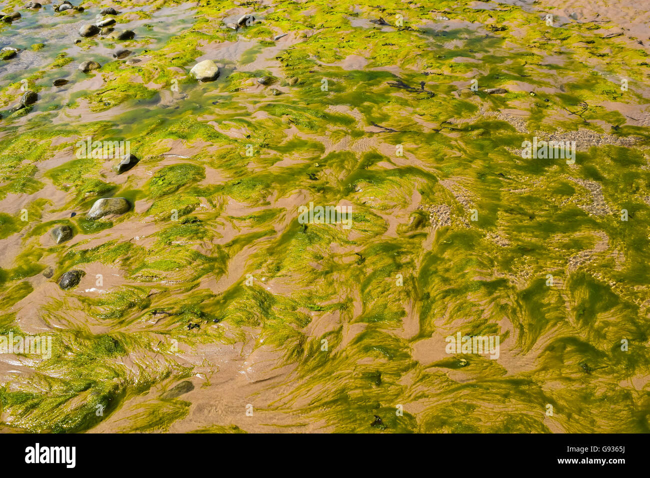 Algae on the beach hi-res stock photography and images - Alamy