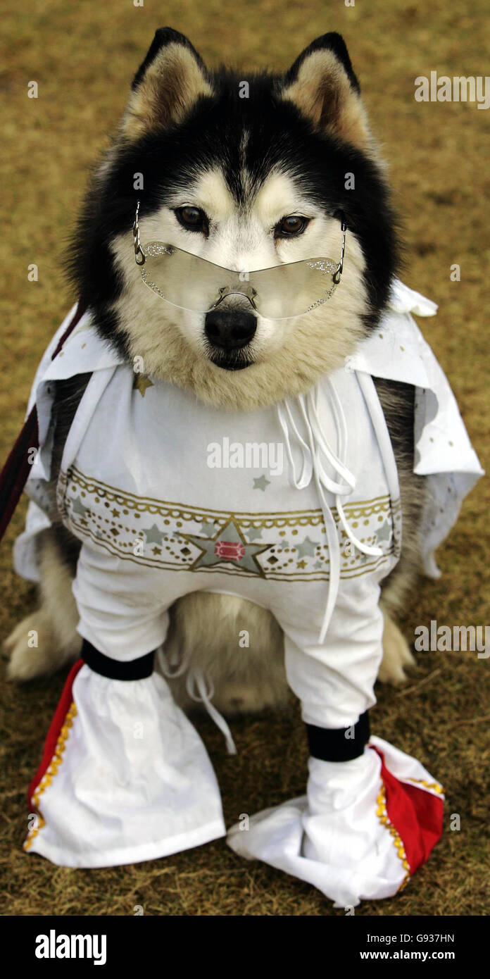 Scotland rally photo credit should read hi-res stock photography and ...