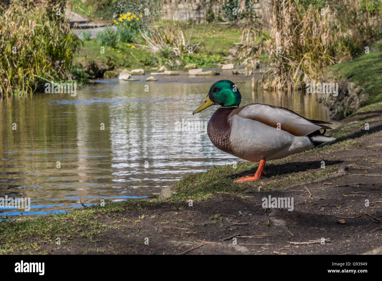 England Dorset Weymouth Sutton Poyntz Picturesque Dorset village Stock ...