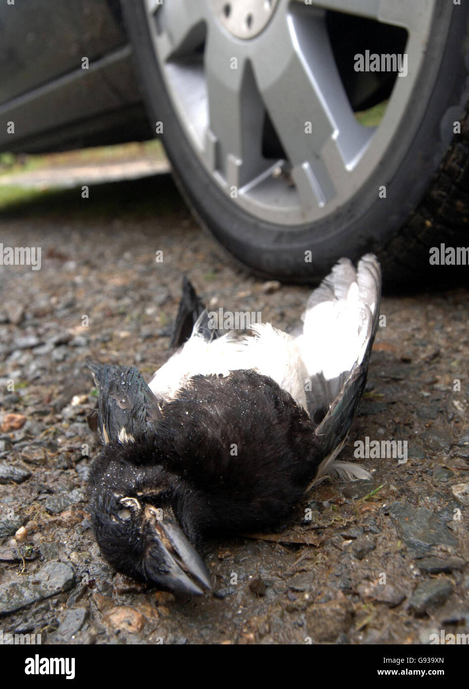 Dead magpie in the road at Davidstow, north Cornwall Stock Photo - Alamy
