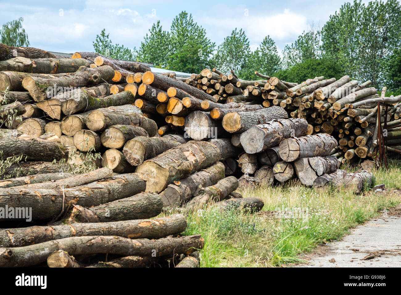 Pine tree circle hi-res stock photography and images - Alamy