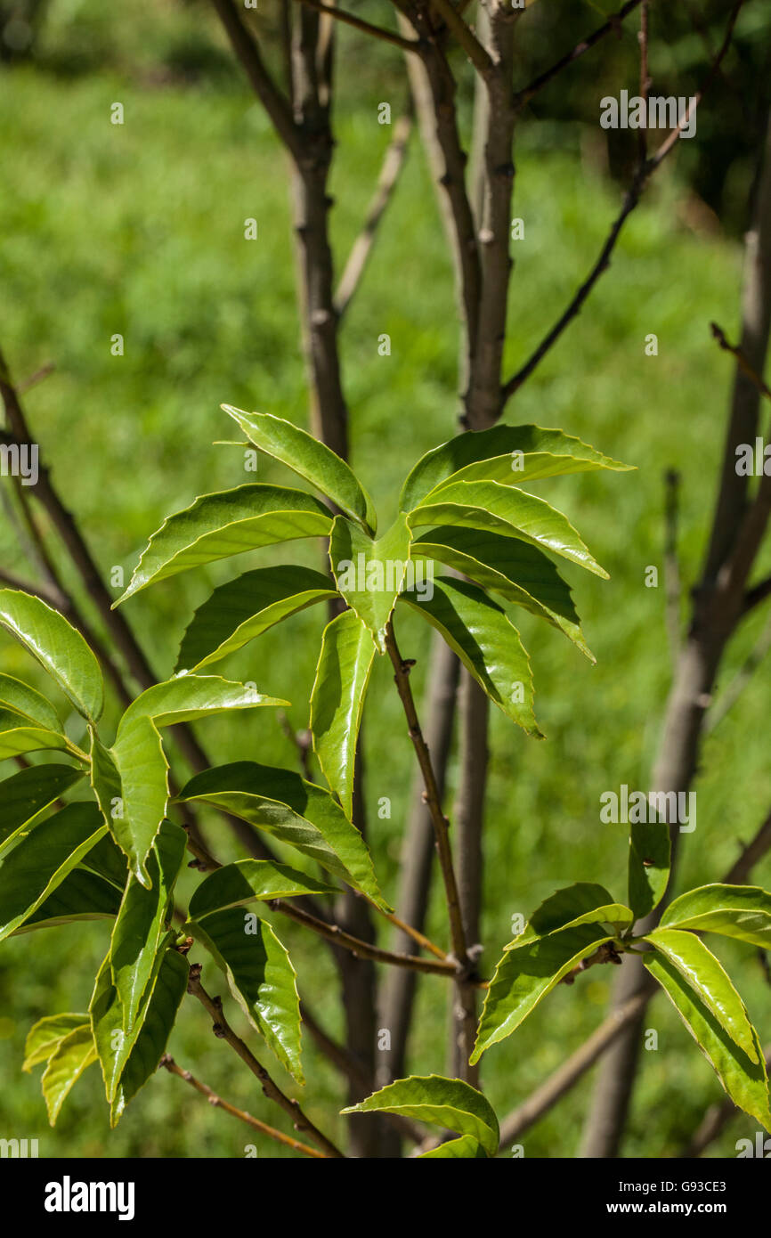 Japanese oak tree hi-res stock photography and images - Alamy