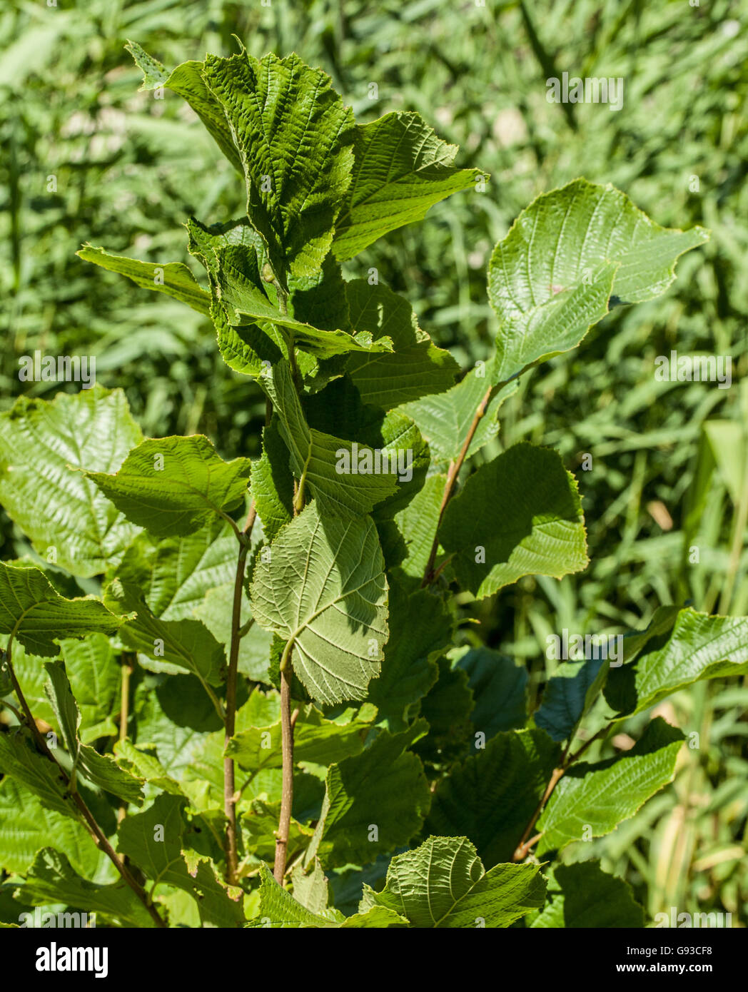 Corylus heterophylla hi-res stock photography and images - Alamy