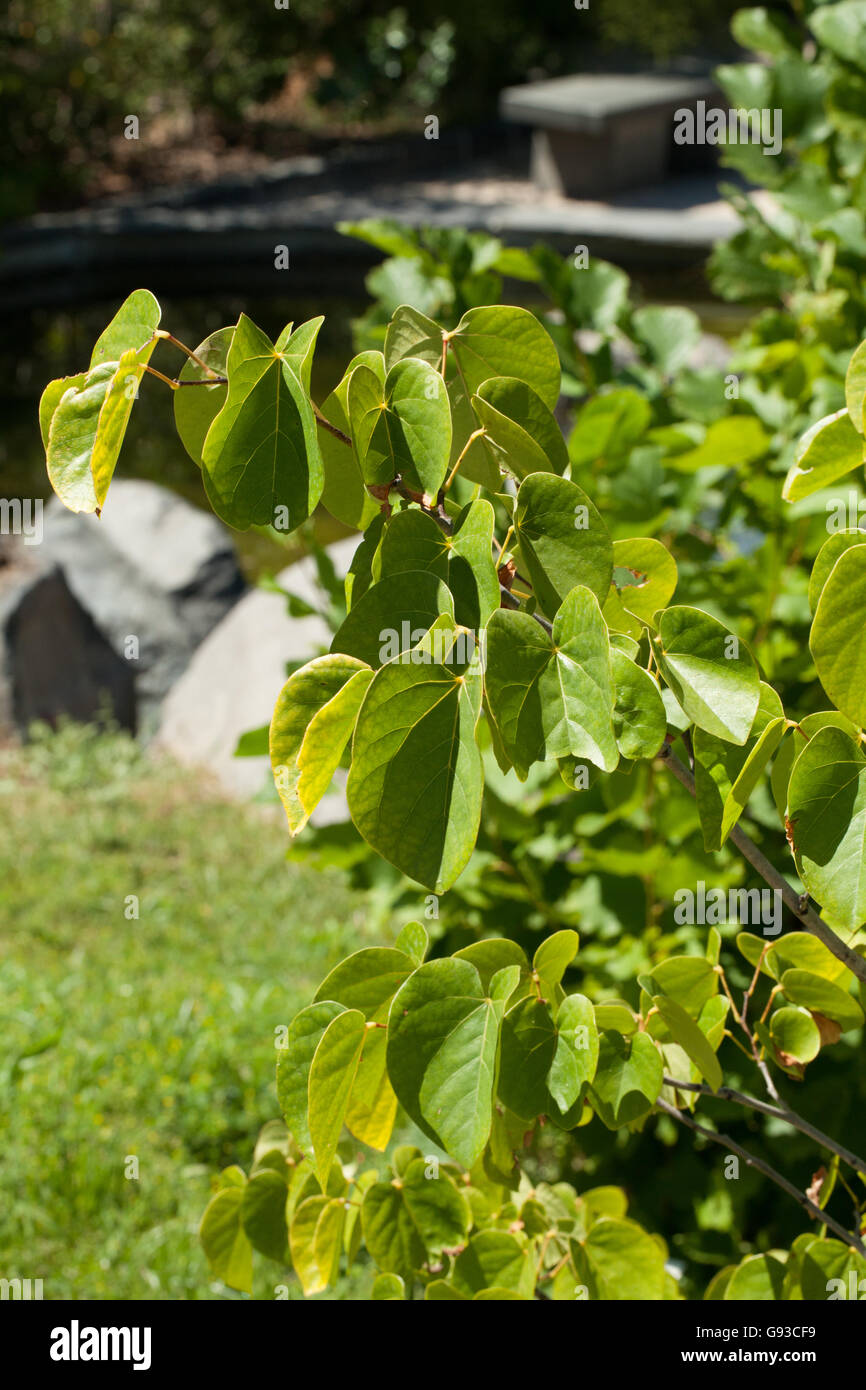 Name cercis hi-res stock photography and images - Alamy